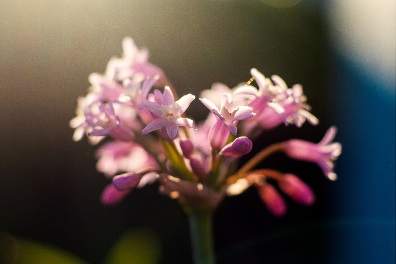 Más de 100 imágenes gratis de Fondos De Colores Calidos y Cálido - Pixabay