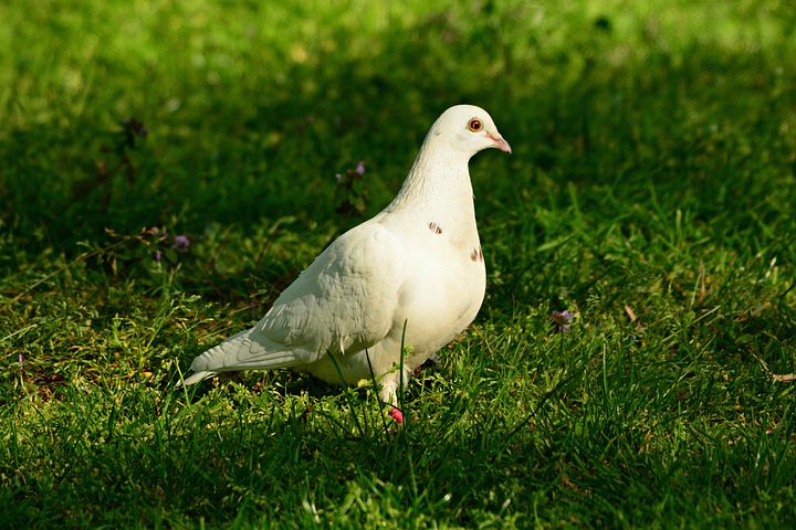 3.000+ kostenlose Taube und Vogel-Bilder - Pixabay