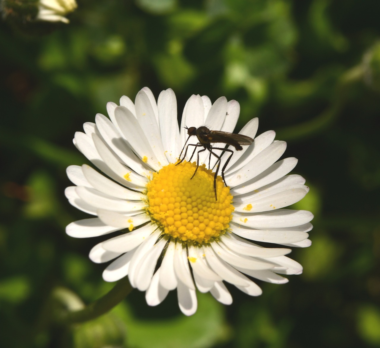 Fleur Insecte Margaret - Photo gratuite sur Pixabay - Pixabay