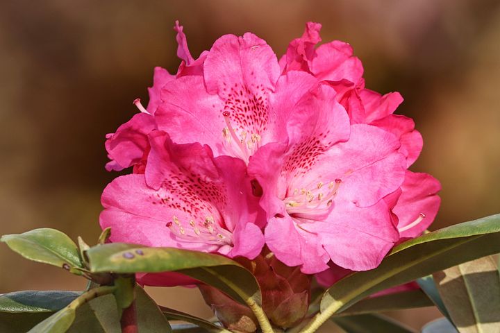 1,000+ Free Rhododendron & Bloom Images - Pixabay