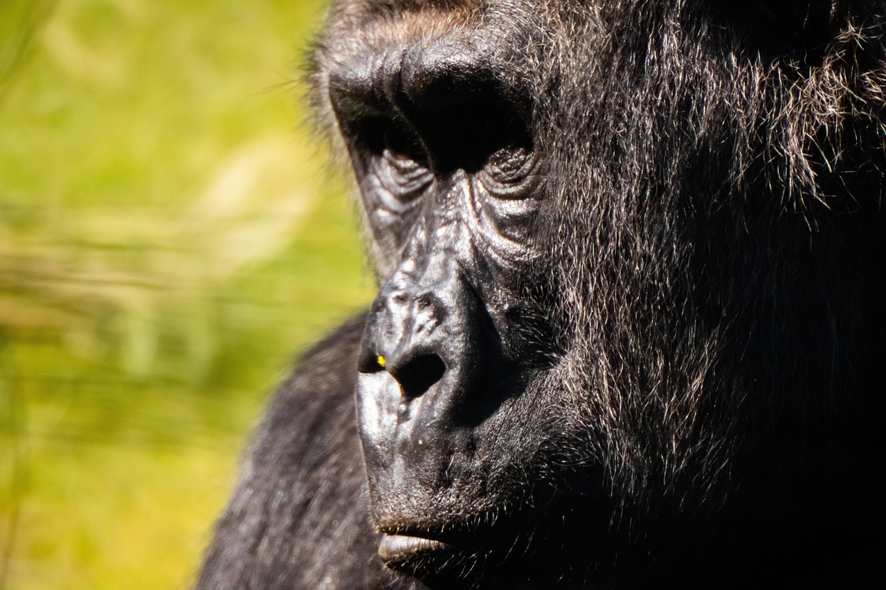 Gorilla Animals - Free photo on Pixabay