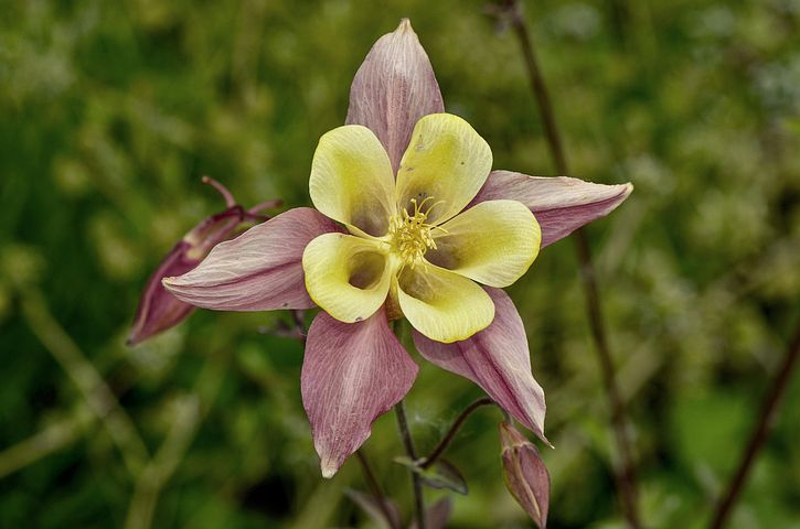 Plus de 400 images de Ancolie et de Fleur - Pixabay