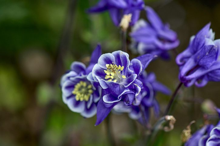 Plus de 400 images de Ancolie et de Fleur - Pixabay