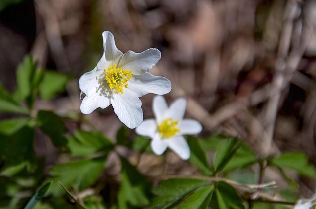 Wood Anemones White Wildflower - Free photo on Pixabay