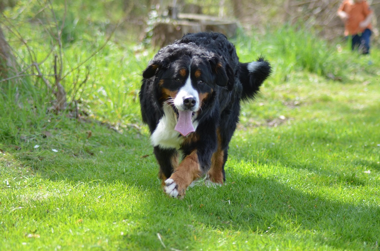 Cachorro Da Montanha Bernese Cão - Foto gratuita no Pixabay - Pixabay