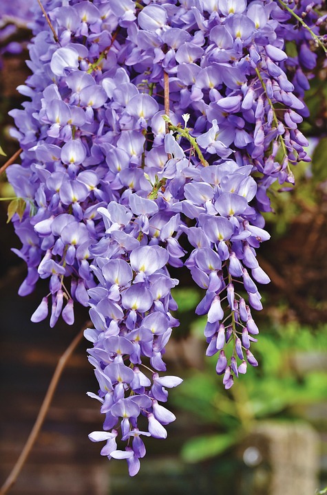 Wisteria Flower Violet - Free photo on Pixabay - Pixabay