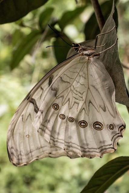 Papillon Blanche Gris - Photo gratuite sur Pixabay - Pixabay