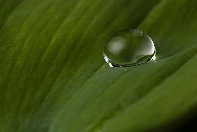 Druppel Water Blad Regen De - Gratis foto op Pixabay