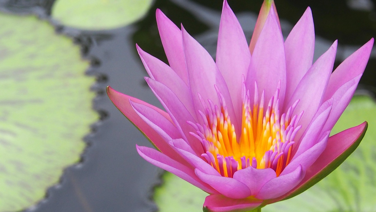10,000+ Free Loto & Lotus Images - Pixabay