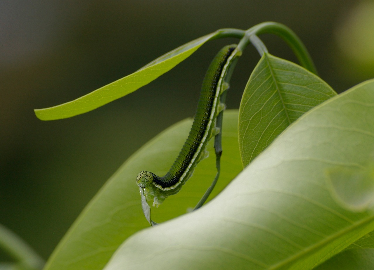 Caterpillar Hungry Eating - Free photo on Pixabay - Pixabay