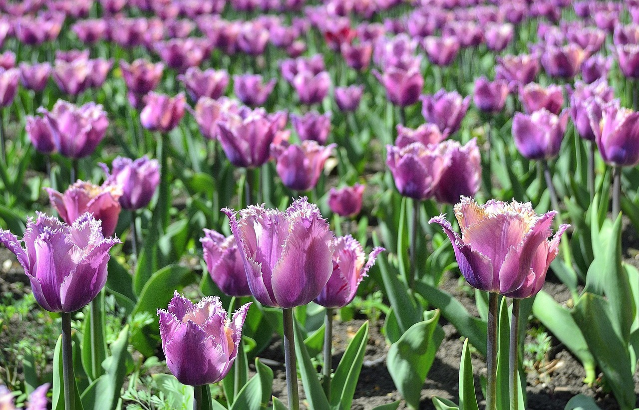Tulips Spring Garden - Free photo on Pixabay - Pixabay