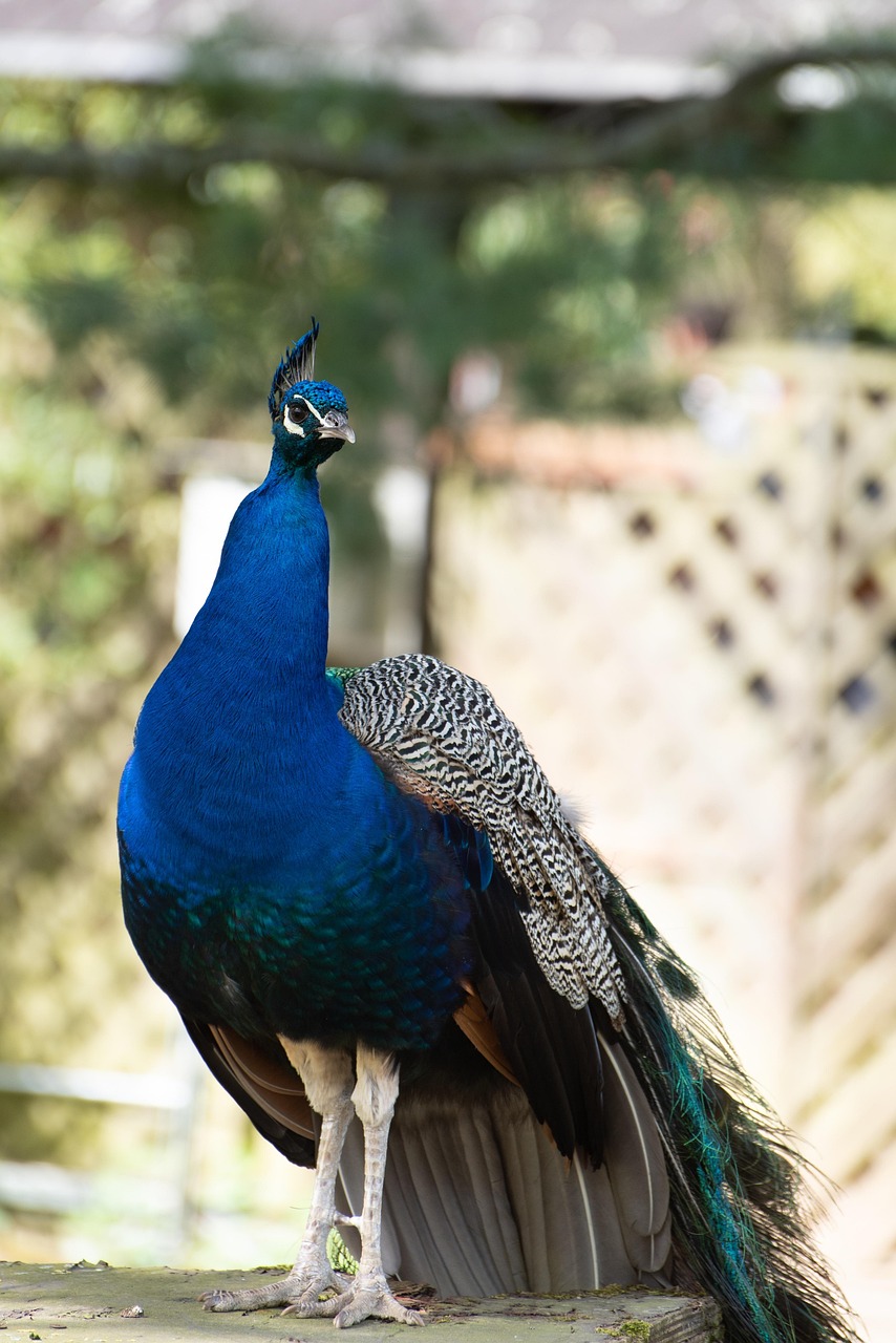 Peacock Bird Zoo - Free photo on Pixabay - Pixabay