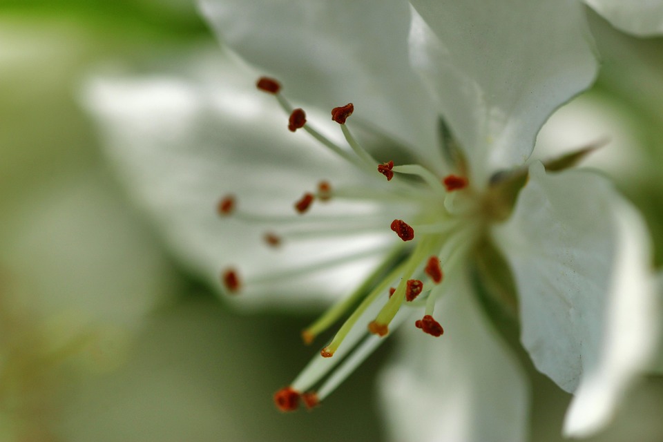 Bunga Apel Makro Mekar - Foto gratis di Pixabay