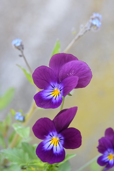 Flowers Flower Violets - Free photo on Pixabay - Pixabay