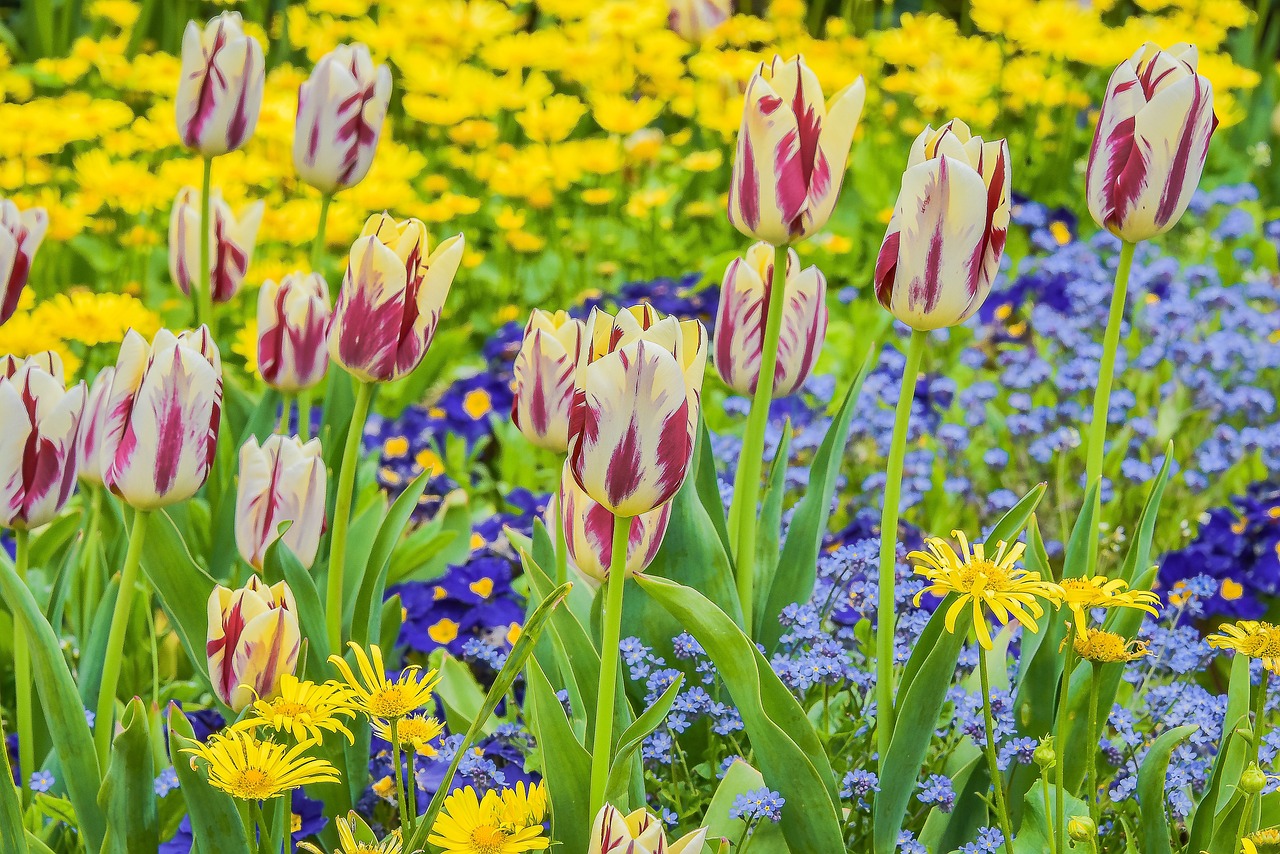 Primavera Flores Natureza - Foto gratuita no Pixabay - Pixabay