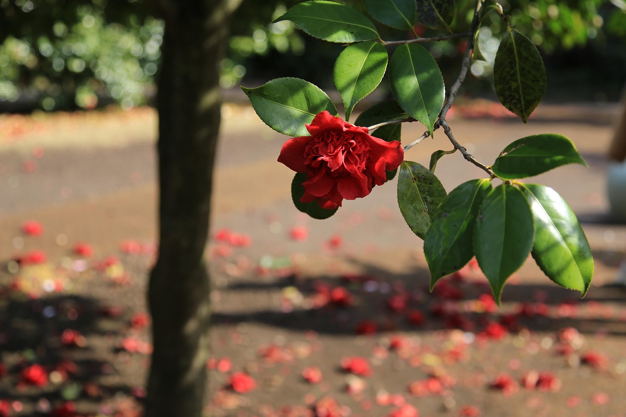 Camellia Flower Plant - Free photo on Pixabay