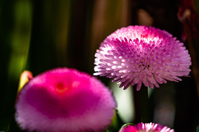 Bellis Bunga Aster - Foto gratis di Pixabay - Pixabay