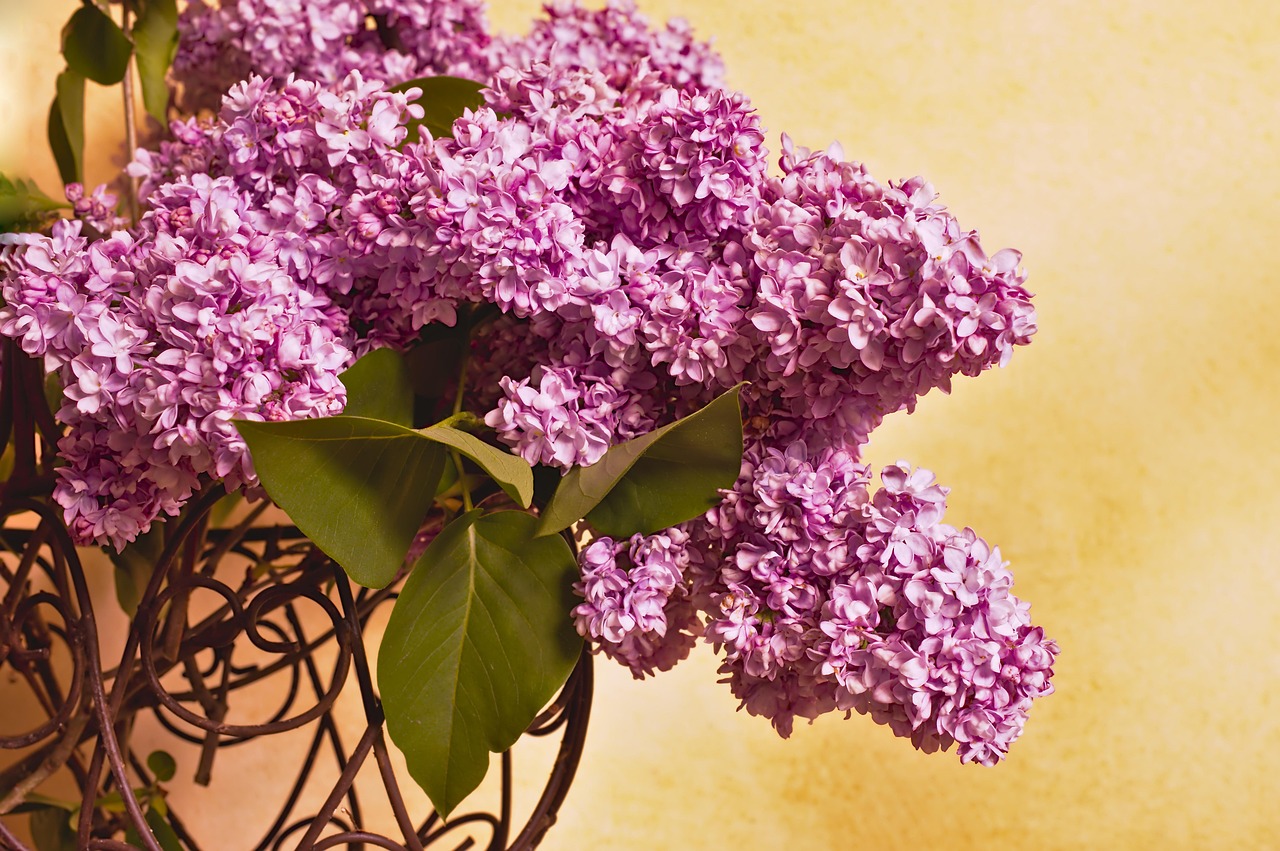 Lilac Branches Bouquet Free Photo On Pixabay Pixabay