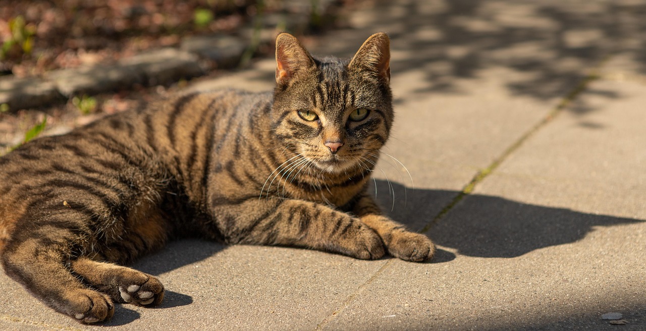 Cat Animal De Compagnie - Photo gratuite sur Pixabay - Pixabay