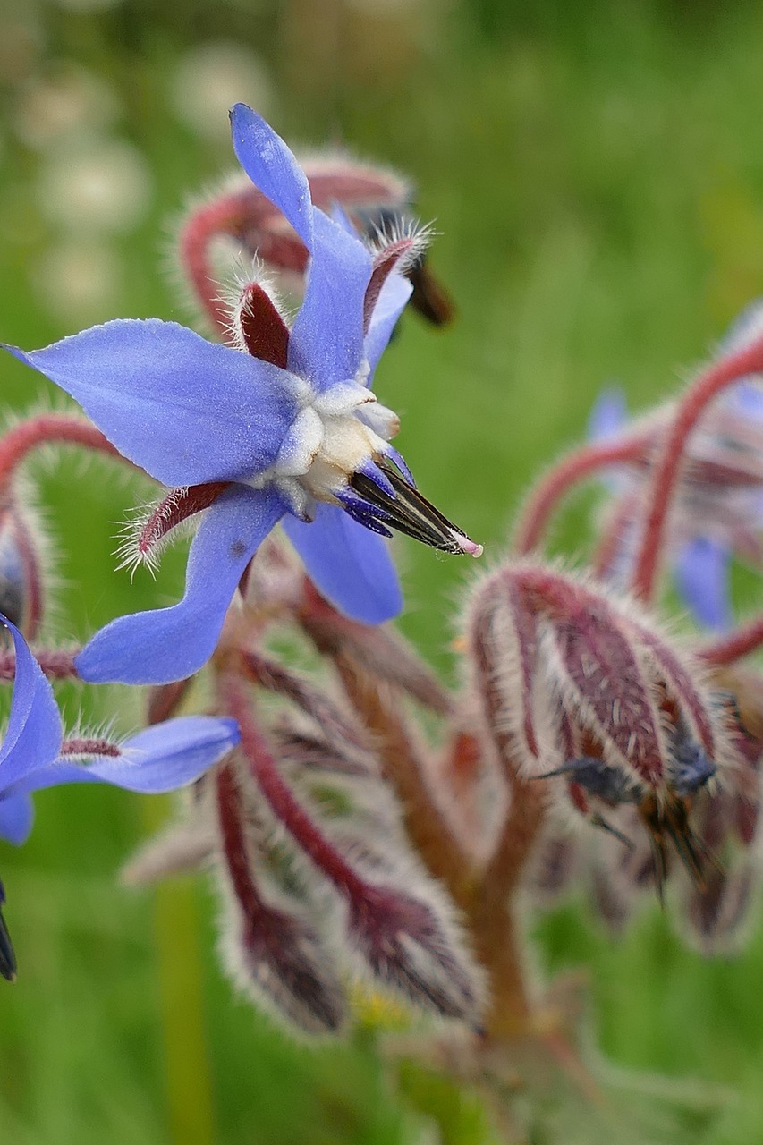 200+ Free Borage & Nature Images - Pixabay