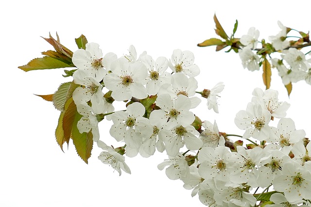 Fleur Blanche Printemps - Photo gratuite sur Pixabay - Pixabay