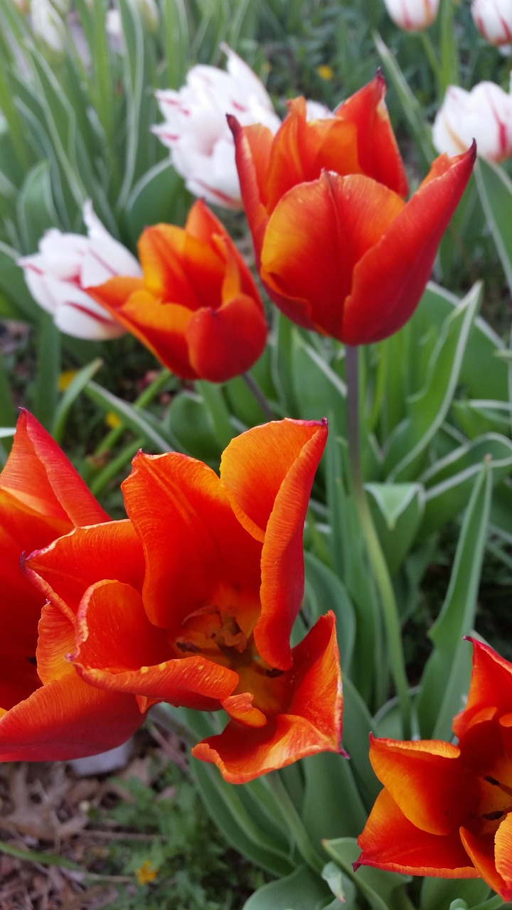 Flores Jardim Primavera - Foto gratuita no Pixabay
