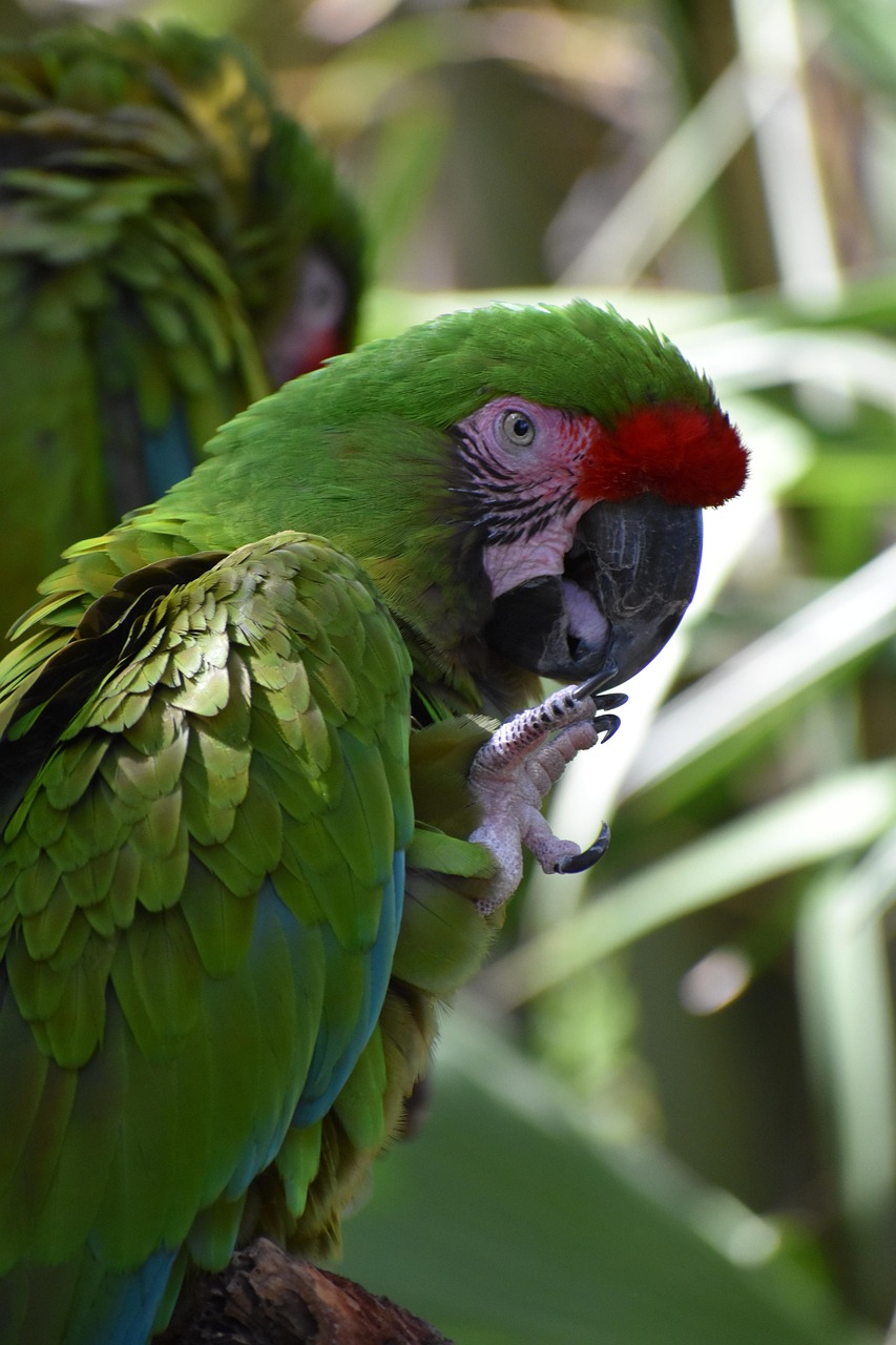 Perroquet Oiseau Exotique - Photo gratuite sur Pixabay - Pixabay