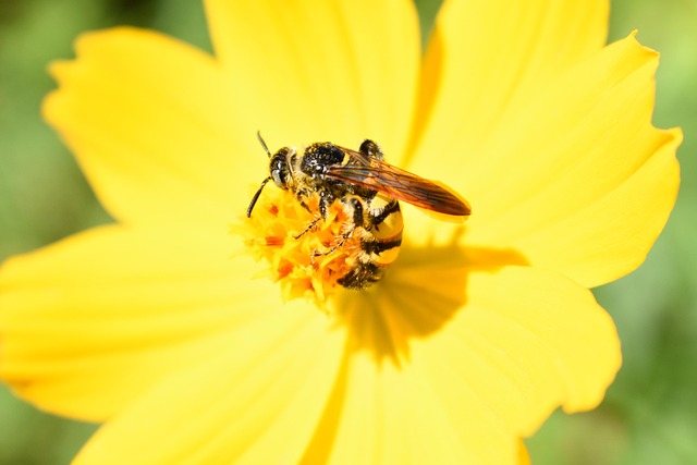 Bunga Kuning Lebah - Foto gratis di Pixabay - Pixabay