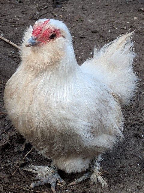 Poulet Poulets La Volaille - Photo gratuite sur Pixabay - Pixabay