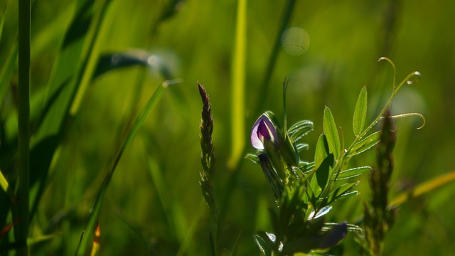 Naturaleza Plantas Prado - Foto gratis en Pixabay - Pixabay