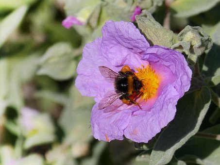 50+ Free Steppe Flower & Steppe Photos