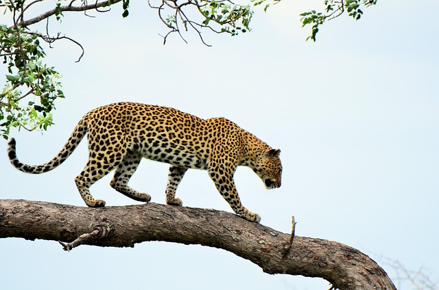 Leopard In A Tree Leopard In A Tree
