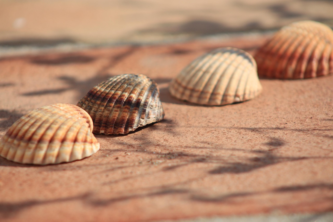 Hiszpania Muszla Lato - Fotografie gratuită pe Pixabay - Pixabay