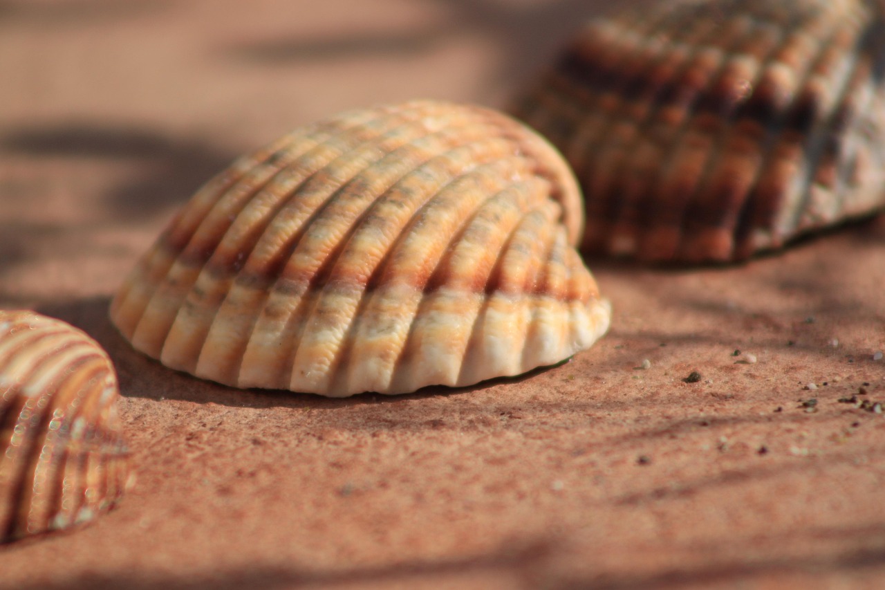 Hiszpania Muszla Lato - Foto gratis en Pixabay