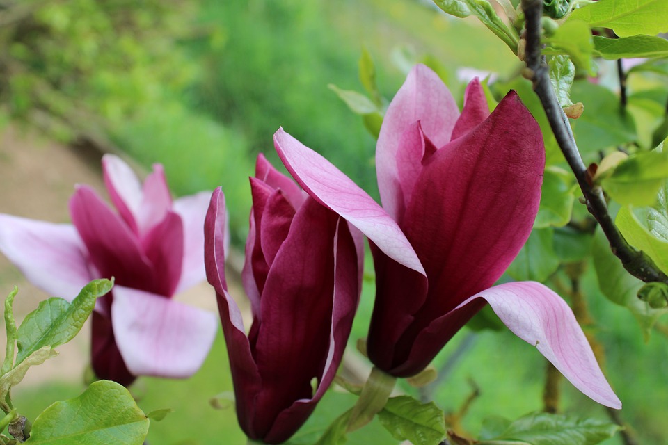 Magnolias Rose Fleurs De - Photo gratuite sur Pixabay - Pixabay