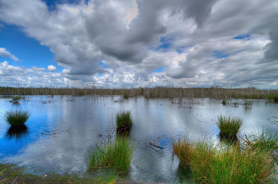 Moor Nature Park Birch Trees - Free photo on Pixabay - Pixabay