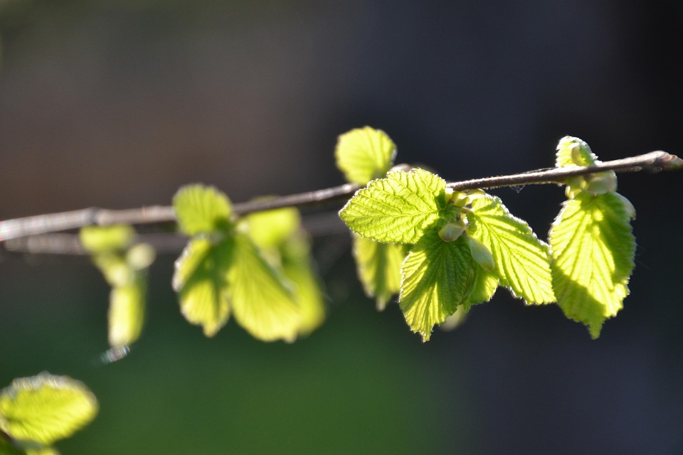 Branche Arbuste Le Printemps - Photo gratuite sur Pixabay - Pixabay