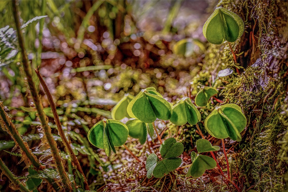 Clover Forest - Free photo on Pixabay - Pixabay