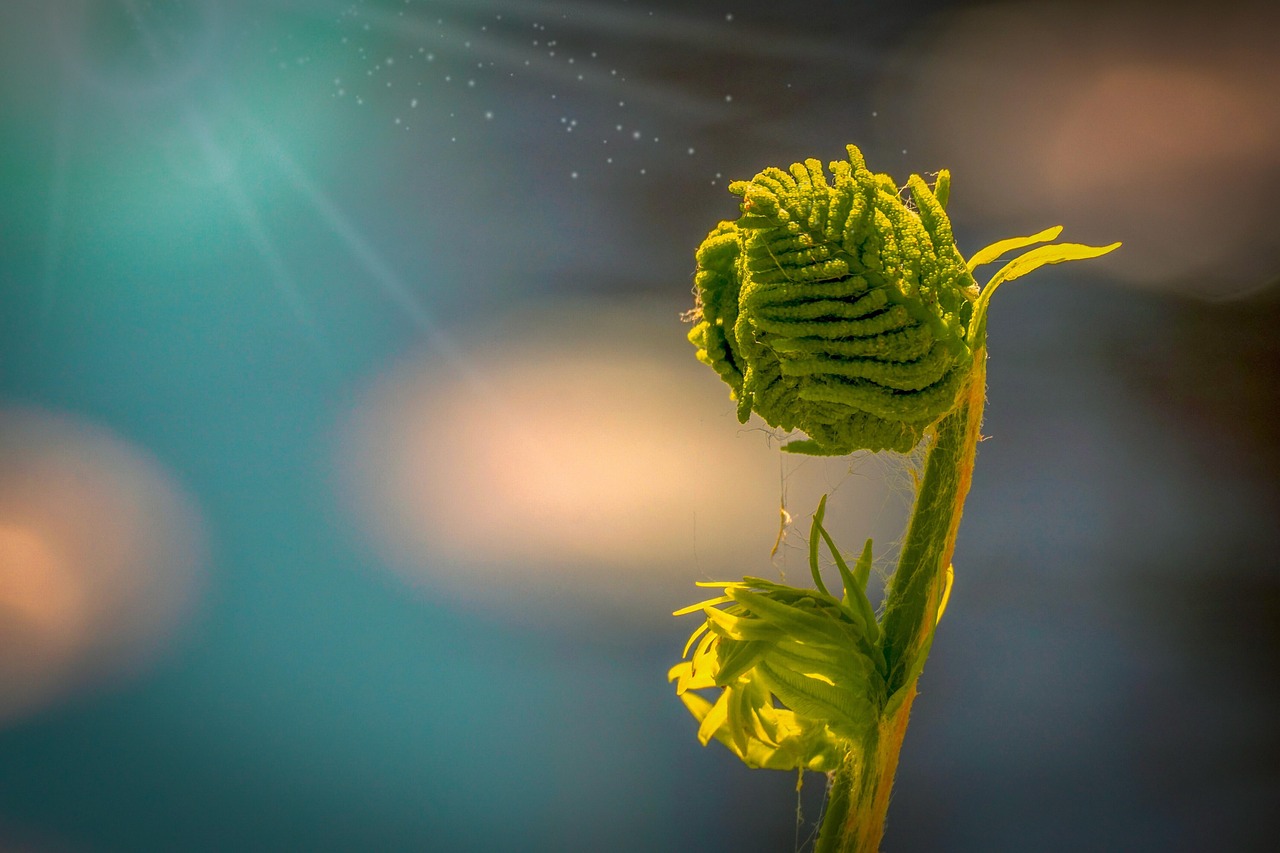 Fern Unroll Mystical The - Free photo on Pixabay - Pixabay
