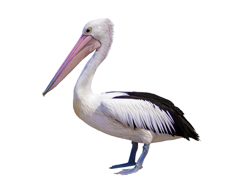 Pelican Seabird Wildlife - Free photo on Pixabay