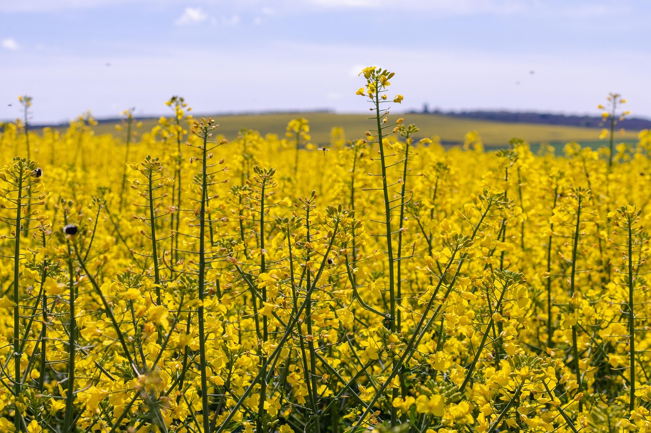 Agricultura Fundo Lindo - Foto gratuita no Pixabay - Pixabay