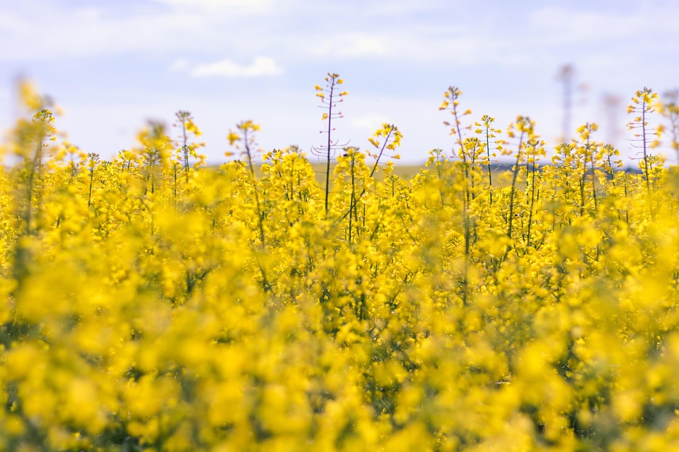 Moldova Agriculture Beautiful - Free photo on Pixabay
