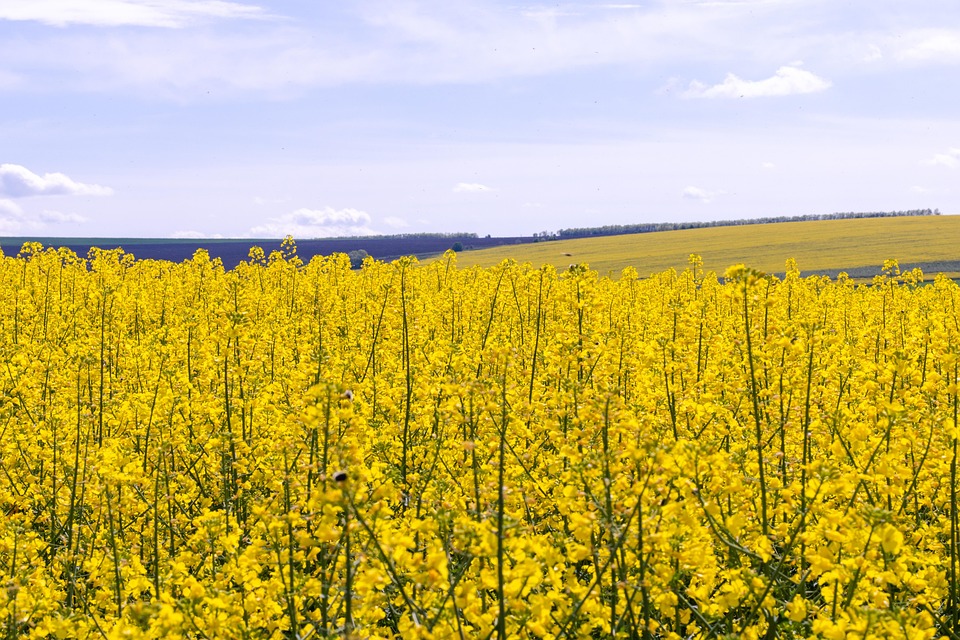 Moldova Agriculture Beautiful - Free photo on Pixabay