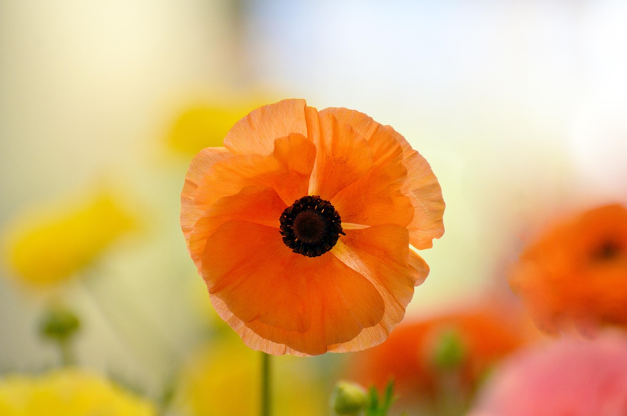 Flower Flora Nature - Free photo on Pixabay