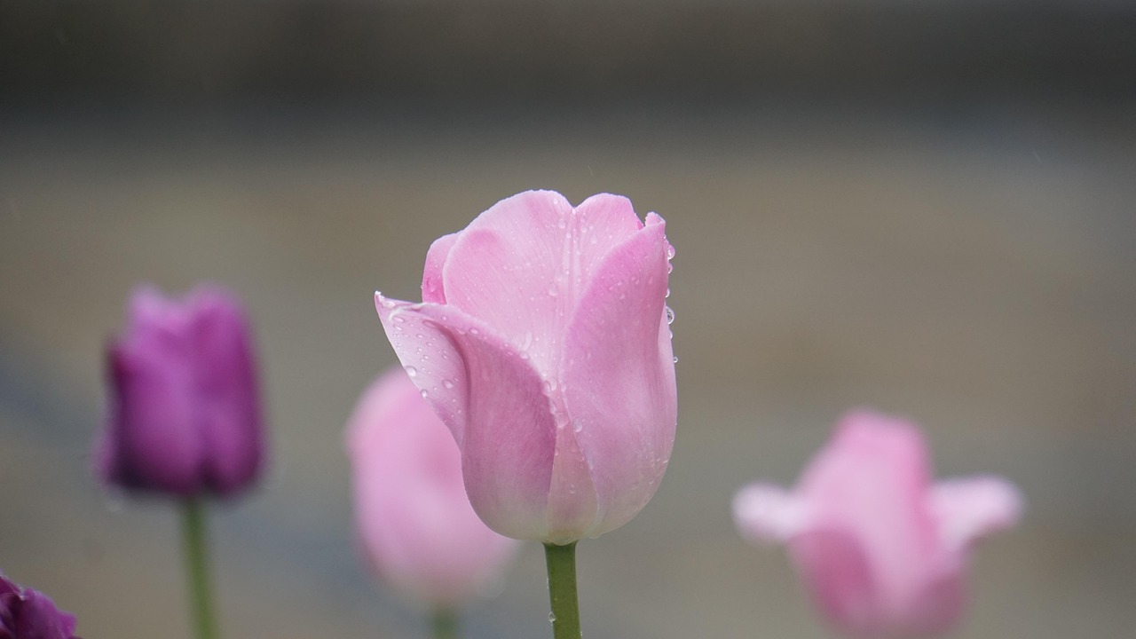 40,000+ Free May Day & May Images - Pixabay