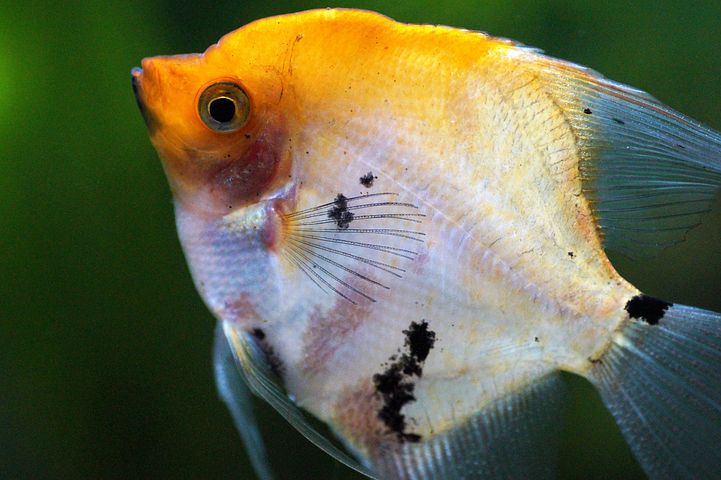400+ Free Freshwater Fish & Fish Images - Pixabay