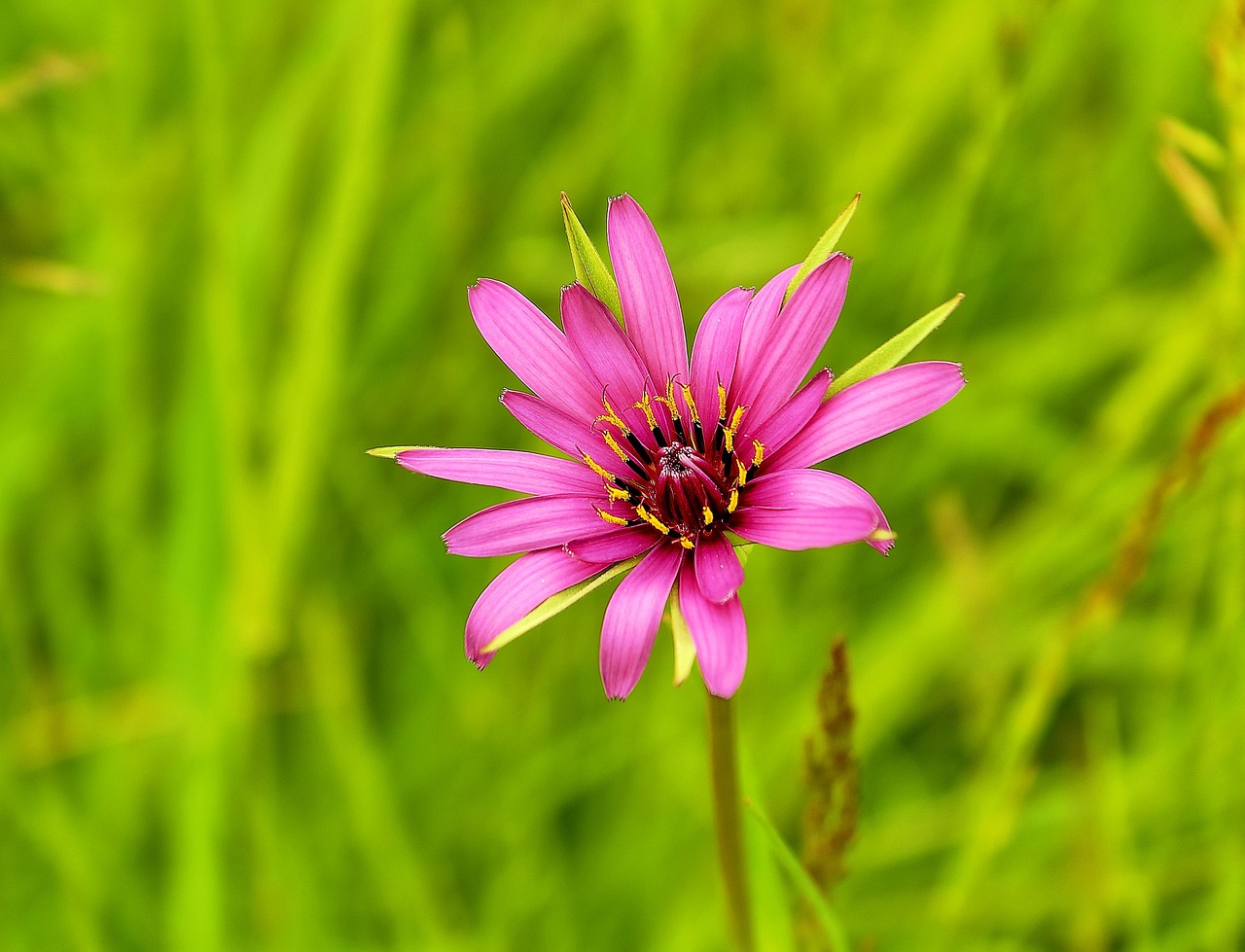Sitemapcdatahttpmobecellcare1comphoto De Profil Nature Fleur