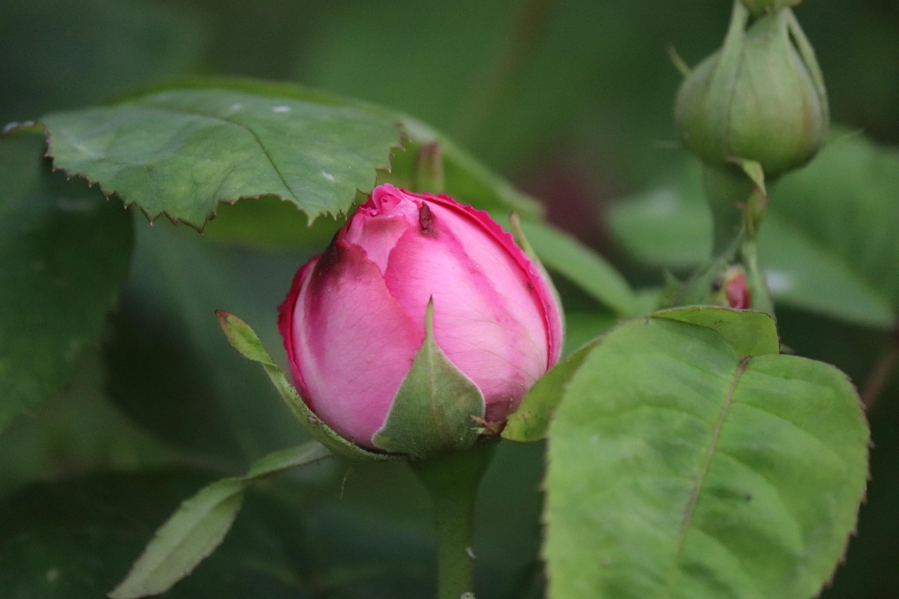 Bud Rose Flower - Free photo on Pixabay - Pixabay