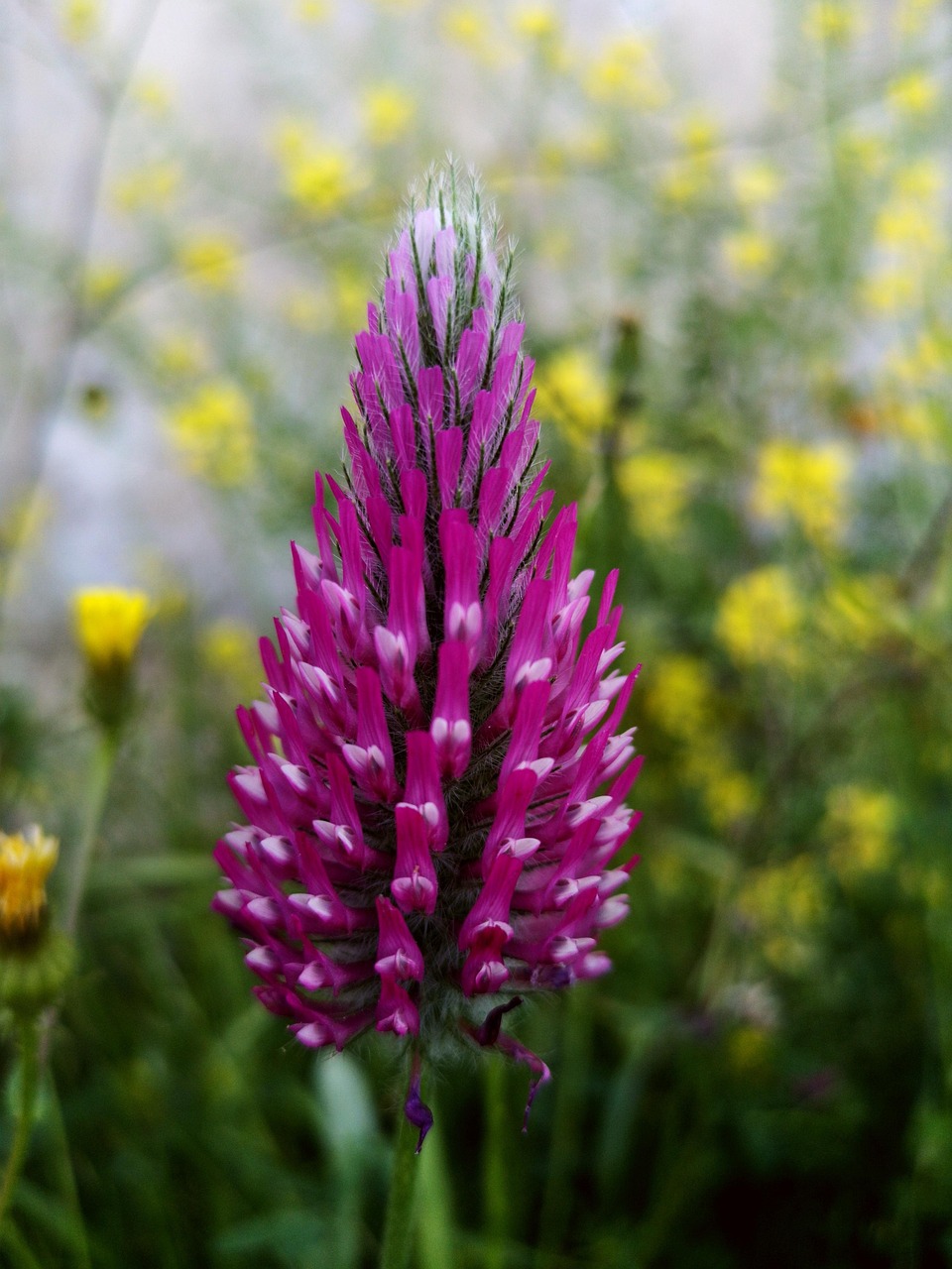 Sitemapcdatahttpscookniqoocomphoto De Profil Nature Fleurnull