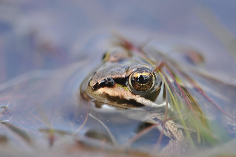 Frosch Ven Wald - Kostenloses Foto auf Pixabay - Pixabay